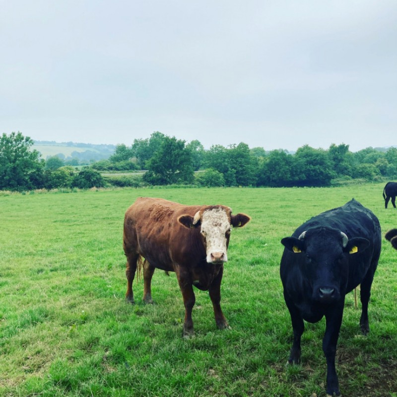 Kavanagh Meats